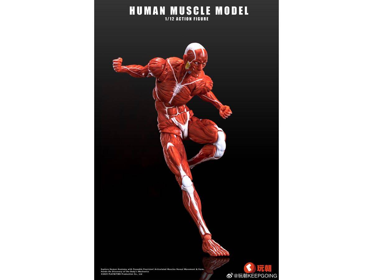 Action Figure: Human Muscle Model - Red Ver. 1/12 [KeepGoing Studio ...