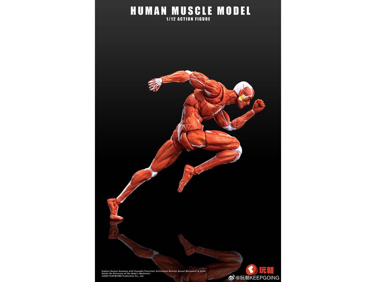 Action Figure: Human Muscle Model - Red Ver. 1/12 [KeepGoing Studio ...